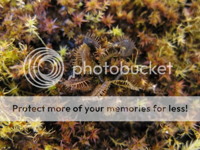 1 yr old flytrap... dead? - FlyTrapCare Forums