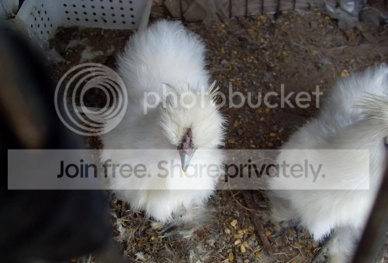 Single comb silkie roo? | BackYard Chickens - Learn How to Raise Chickens