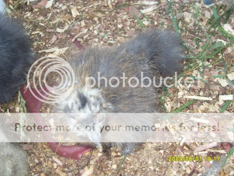 4-5 week old Partridge silkie chicks roo or pullet? | BackYard Chickens ...