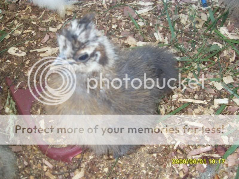 4-5 week old Partridge silkie chicks roo or pullet? | BackYard Chickens ...