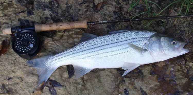 Lamson LP LIte | Classic Fly Reels | Fiberglass Flyrodders