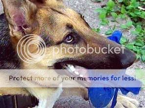 Rover, call me an ambulance — dog calls 911 | German Shepherds Forum