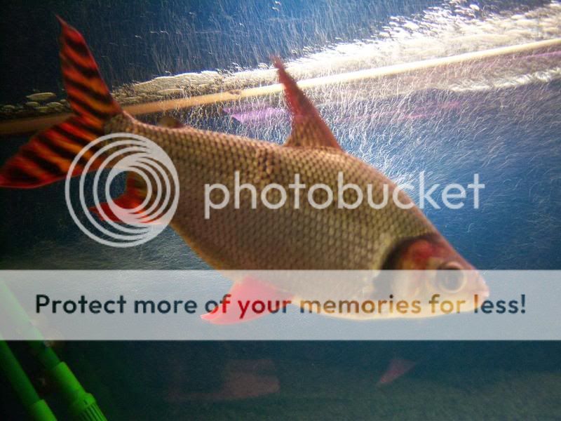 Flagtail - Alchetron, The Free Social Encyclopedia