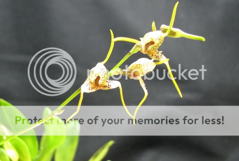 Masdevallia caloptera | Slippertalk Orchid Forum