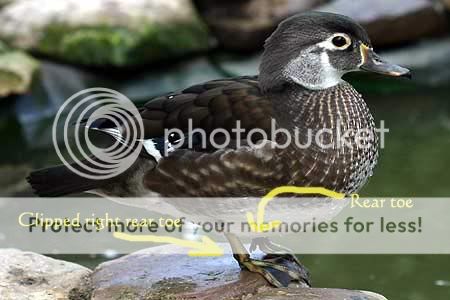 Marking my Wood Ducks-Help? | BackYard Chickens - Learn How to Raise ...