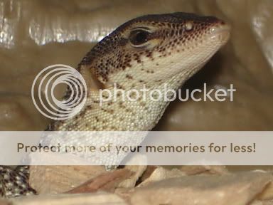 Storrs Monitor Essex | Reptile Forums