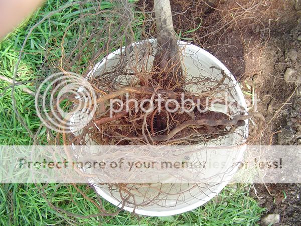 Root bound pin oak | Arboristsite.com