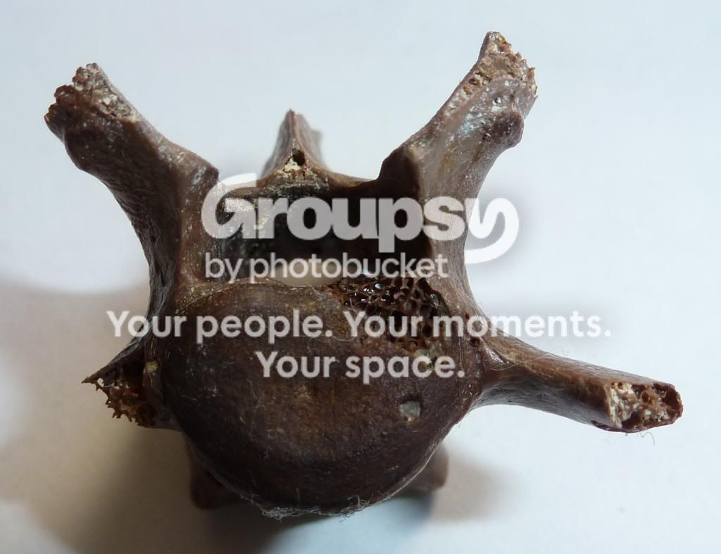 Vertebra - Fossil ID - The Fossil Forum