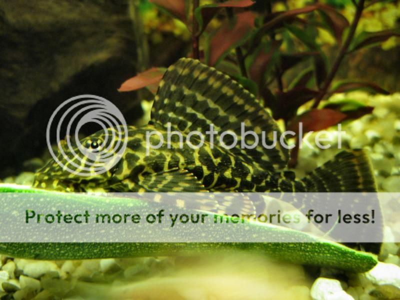 Is This A Red Spotted Pleco? | Tropical Fish Forums