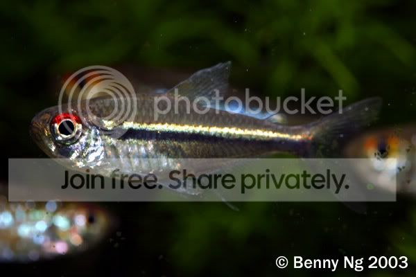 Hyphessobrycon heterorhabdus - Alchetron, the free social encyclopedia