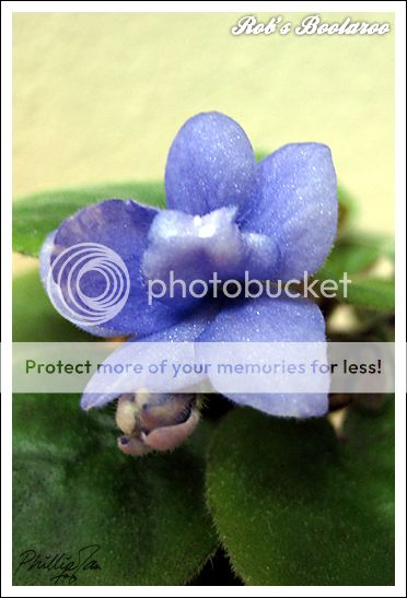 Rob’s Boolaroo… | Phill\'s Plants