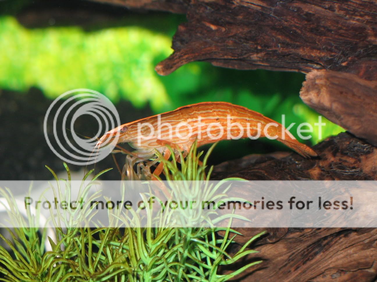 1000+ images about Freshwater Fancy on Pinterest | Cichlids, Goldfish ...