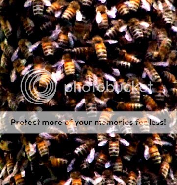 Swarm – Via Negativa