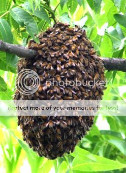 Swarm – Via Negativa