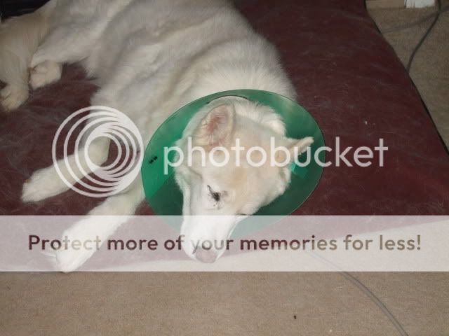 Poseidon is sulking | Doberman Forum : Doberman Breed Dog Forums