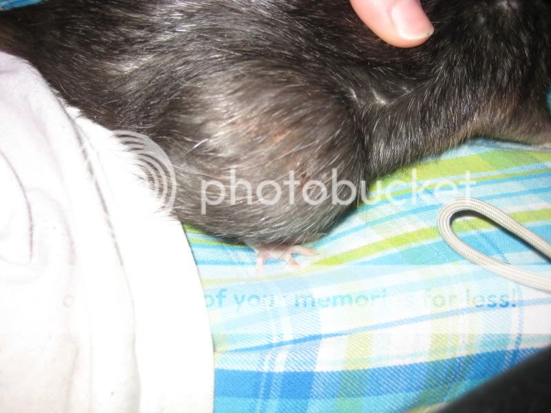 Lump.. Abscess?! | Rat Forum