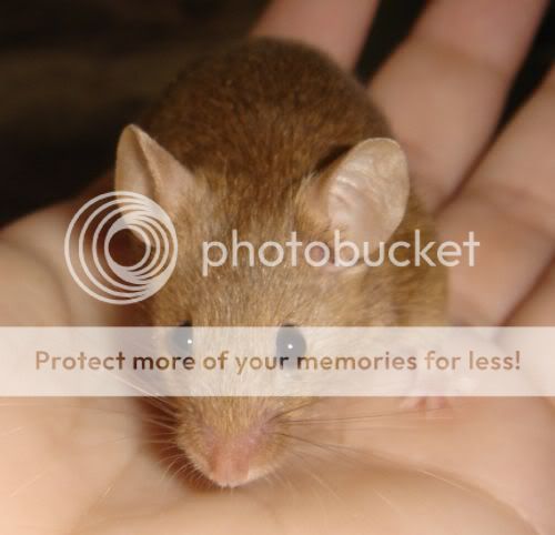 mouse colours | Paw Talk - Pet Forums