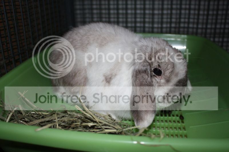 Need a good grate material... | Rabbits Online Pet Rabbit & Bunny Forum