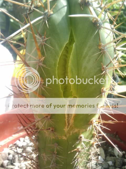 Split Cacti...why?!? - CactiGuide.com