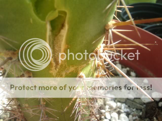 Split Cacti...why?!? - CactiGuide.com