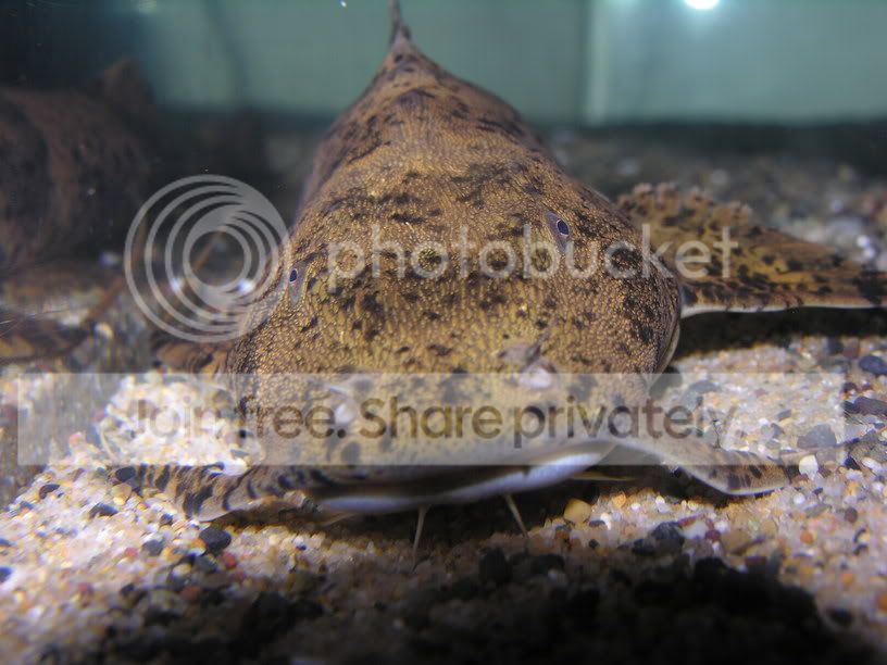 Bagarius Yarrelli, AKA Devil Catfish | MonsterFishKeepers.com
